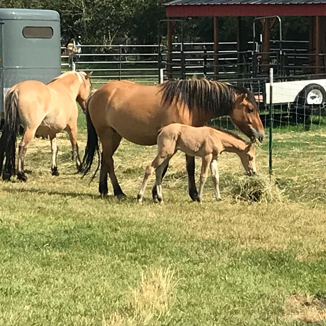 New baby, the owners didn’t know mama was pregnant as their horses are ...